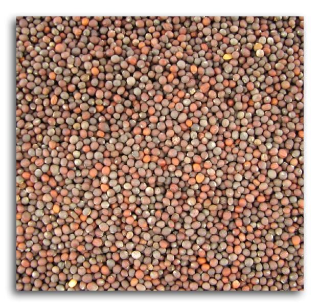 Buy Bulk Broccoli Seeds - 5 lbs. | Health Foods Stores | Organic Food ...