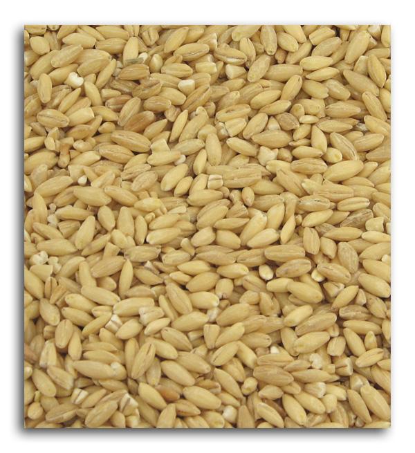 Buy Bulk Barley Hulled Organic - 25 lbs. | Health Foods Stores | Organ ...